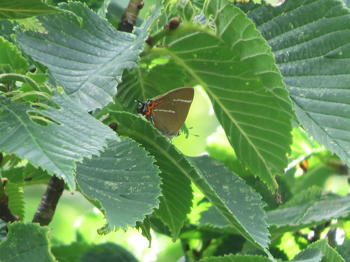 White Letter Hairstreak (Satyrium w-album) - Hartlebury Common Local Group