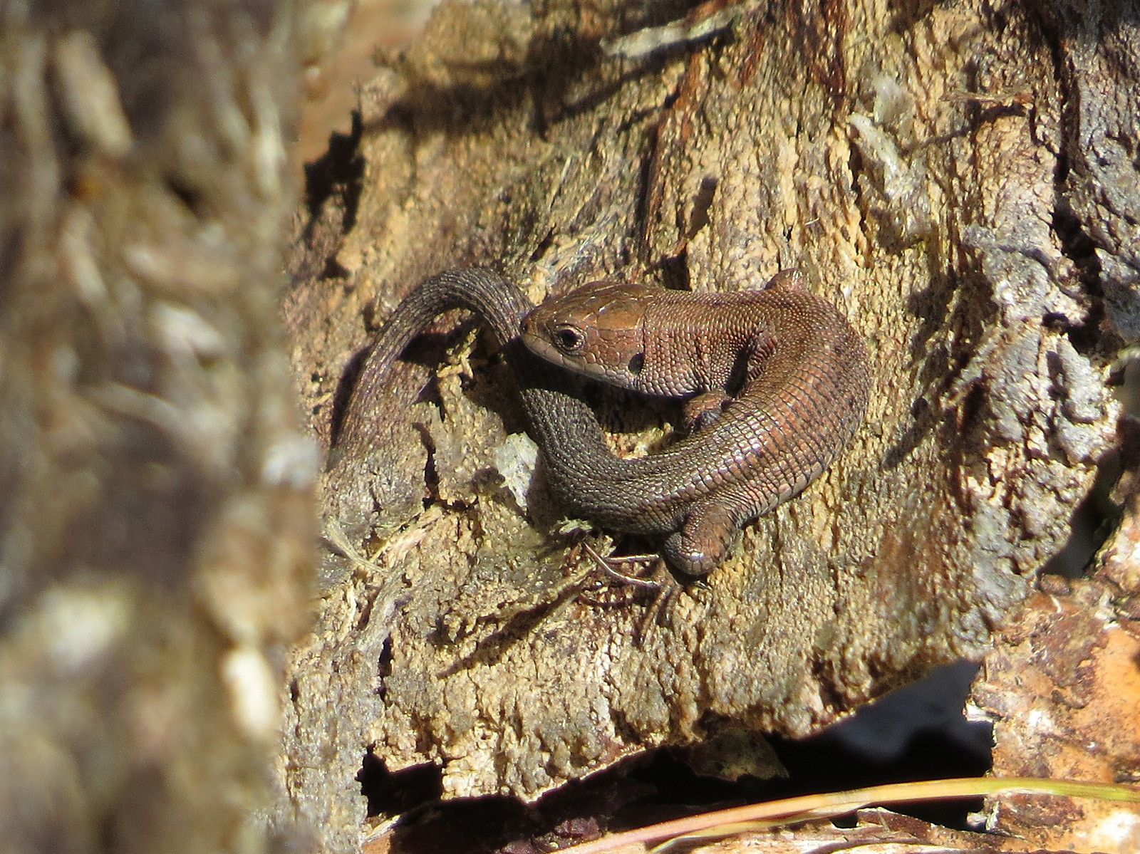 Monday 8th May 2023 - Reptiles & Amphibians with Phillip Playford ...