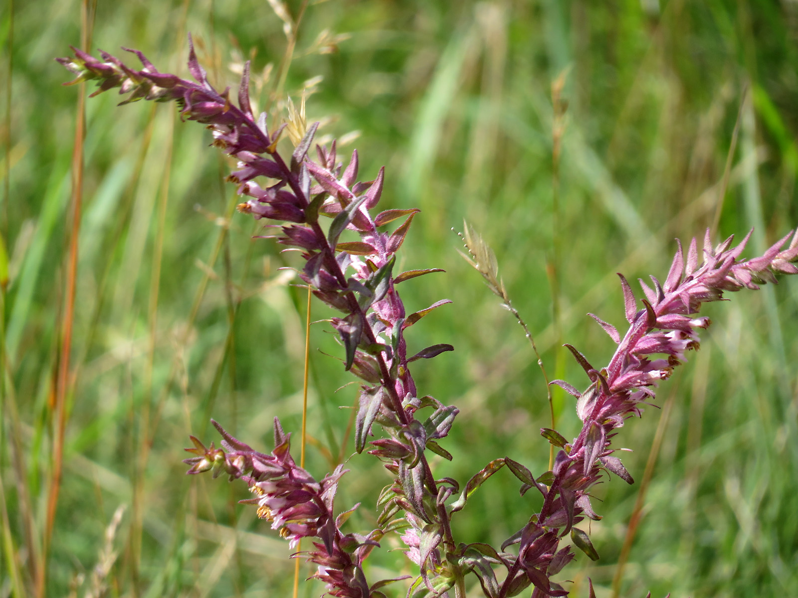 Red Bartsia (Odontites vernus) - Hartlebury Common Local Group
