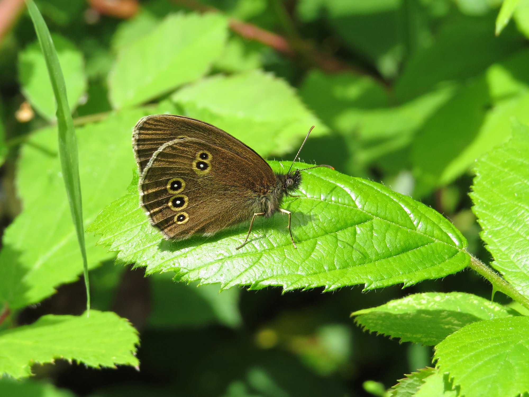 Ringlet (Aphantopus hyperantus) - Hartlebury Common Local Group