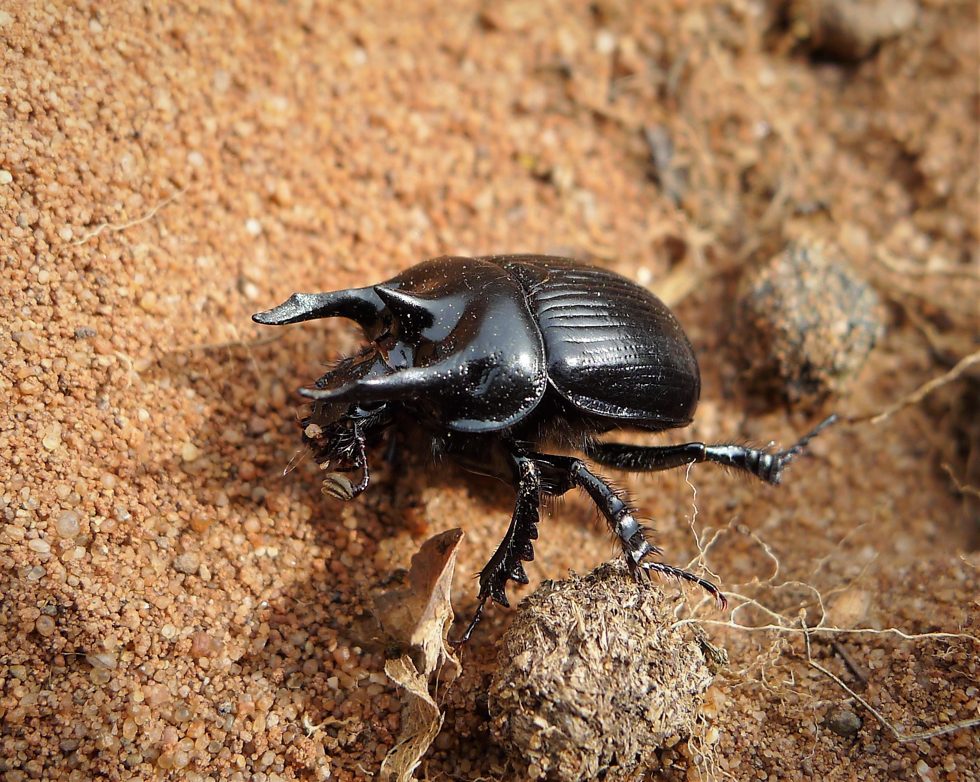Gallery - Hartlebury Common Local Group
