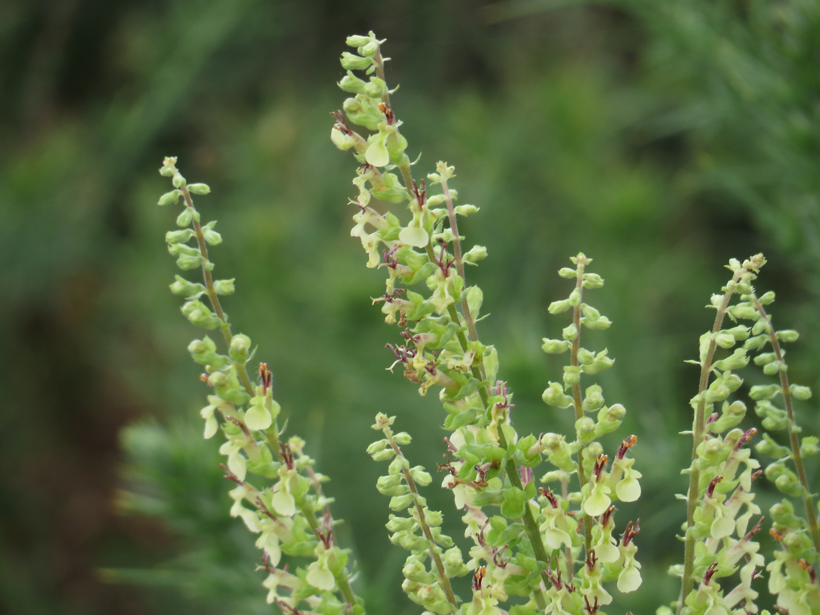 Wood Sage (Teucrium scorodonia) - Hartlebury Common Local Group