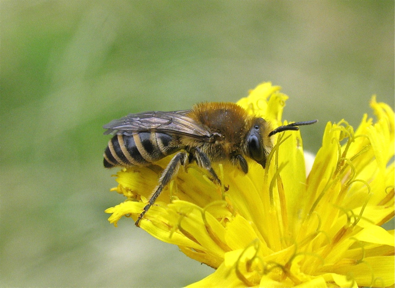 Heather Colletes (Colletes succinctus) - Hartlebury Common Local Group