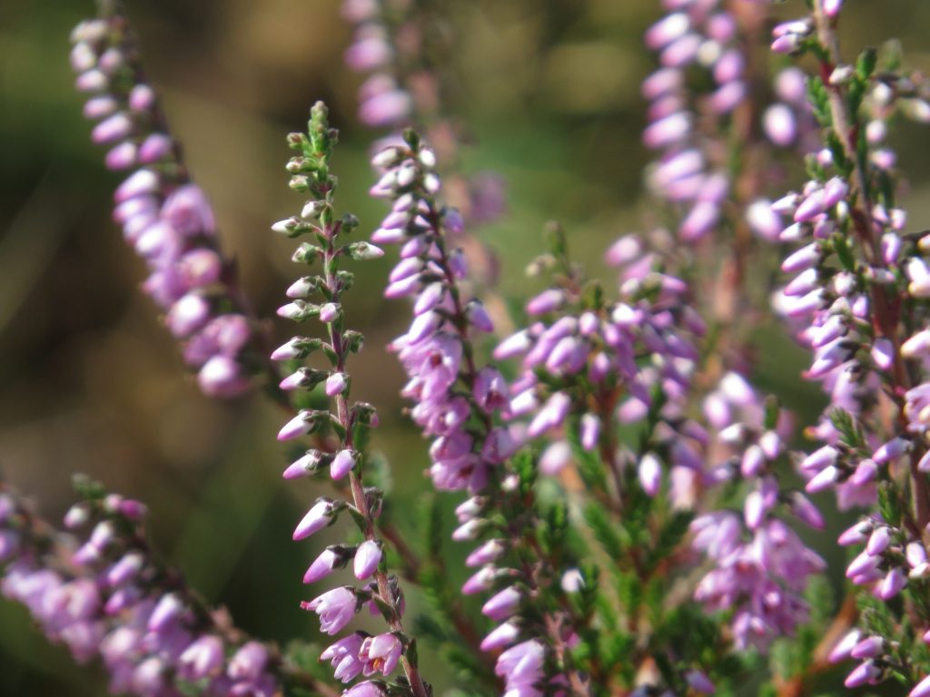 Common Heather or Ling (Calluna vulgaris) - Hartlebury Common Local Group